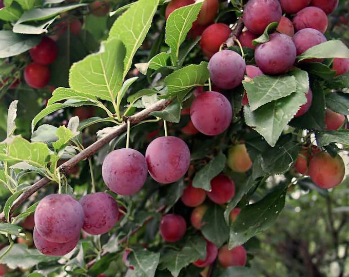 Chickasaw Plum Tree Sapling Plum Tree Chickasaw Plum Tree - Etsy