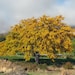 Honey Locust Tree Sapling, Honey Locust Live Plant, Honey Locust, Live ...