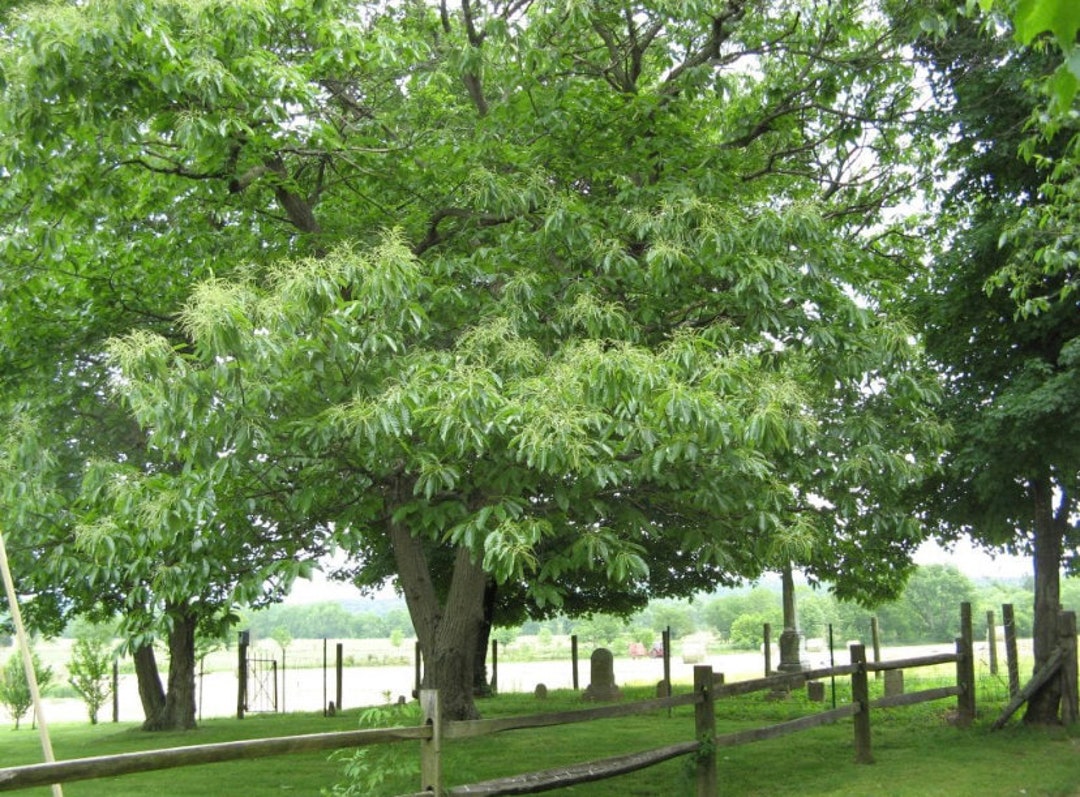 American Chestnut Tree Sapling, Chestnut Tree, American Chestnut Tree ...