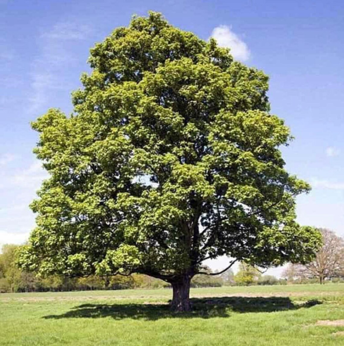 Sycamore Tree Sapling, Sycamore Tree, Sycamore Plant, Live Plant ...