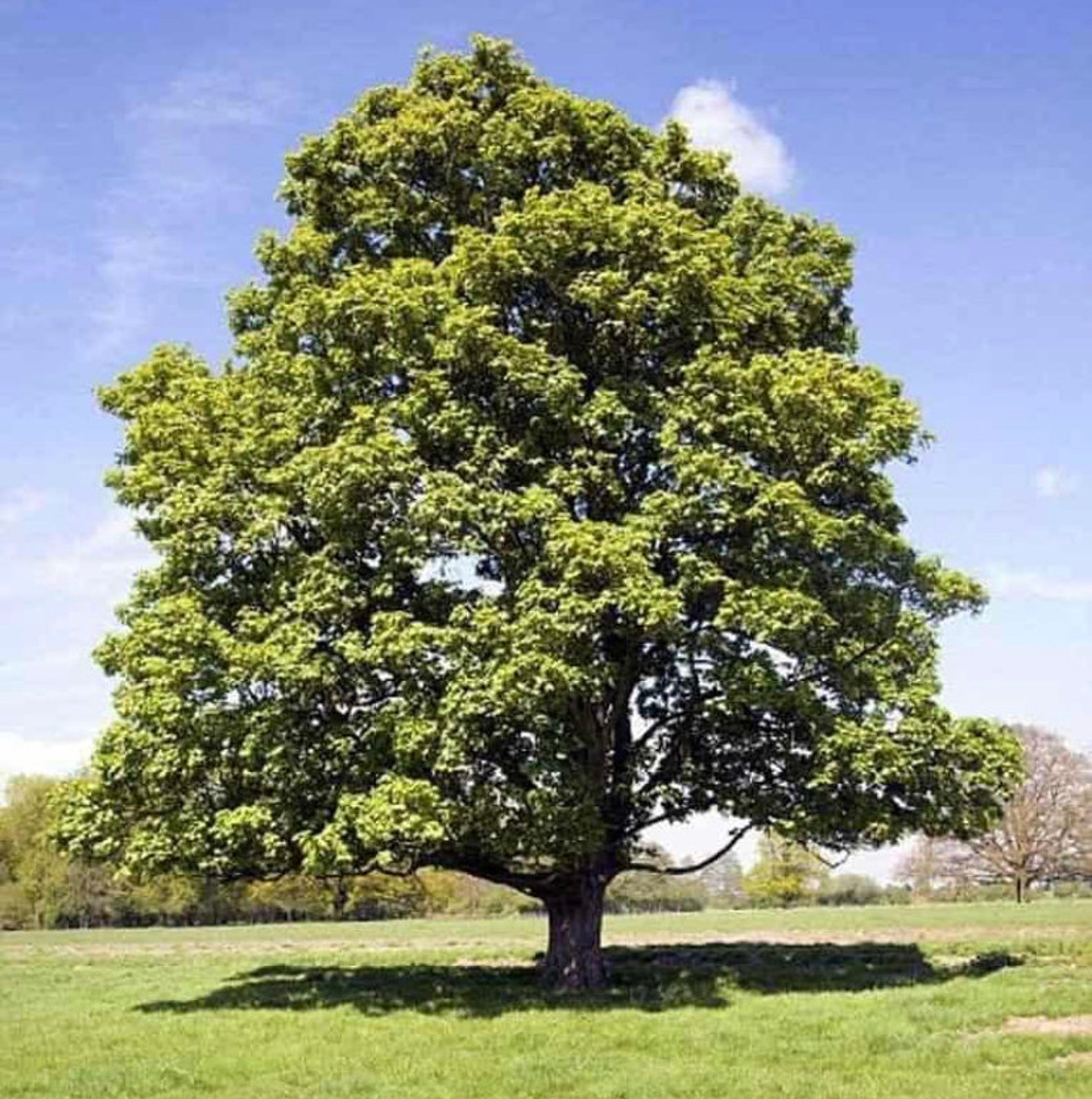 Sycamore Tree Sapling, Sycamore Tree, Sycamore Plant, Live Plant ...