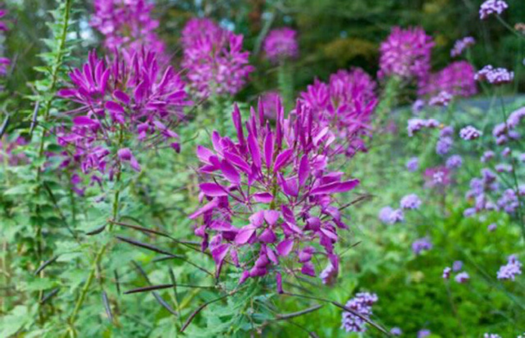 Purple Cleome, Spider Flower, Self Seeding Flowers, Annual Flower ...
