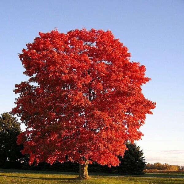 Red Maple Tree Sapling - Etsy