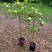 Sycamore Tree Sapling, Sycamore Tree, Sycamore Plant, Live Plant ...