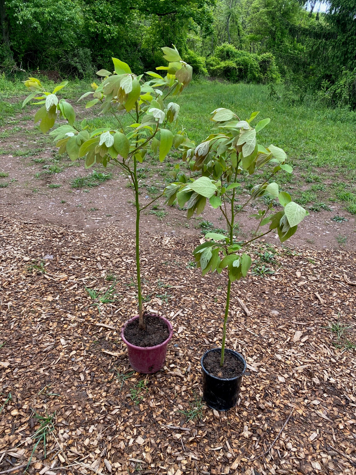 Extra Large Sassafras Tree Sapling, Large Sassafras Tree, Sassafras ...