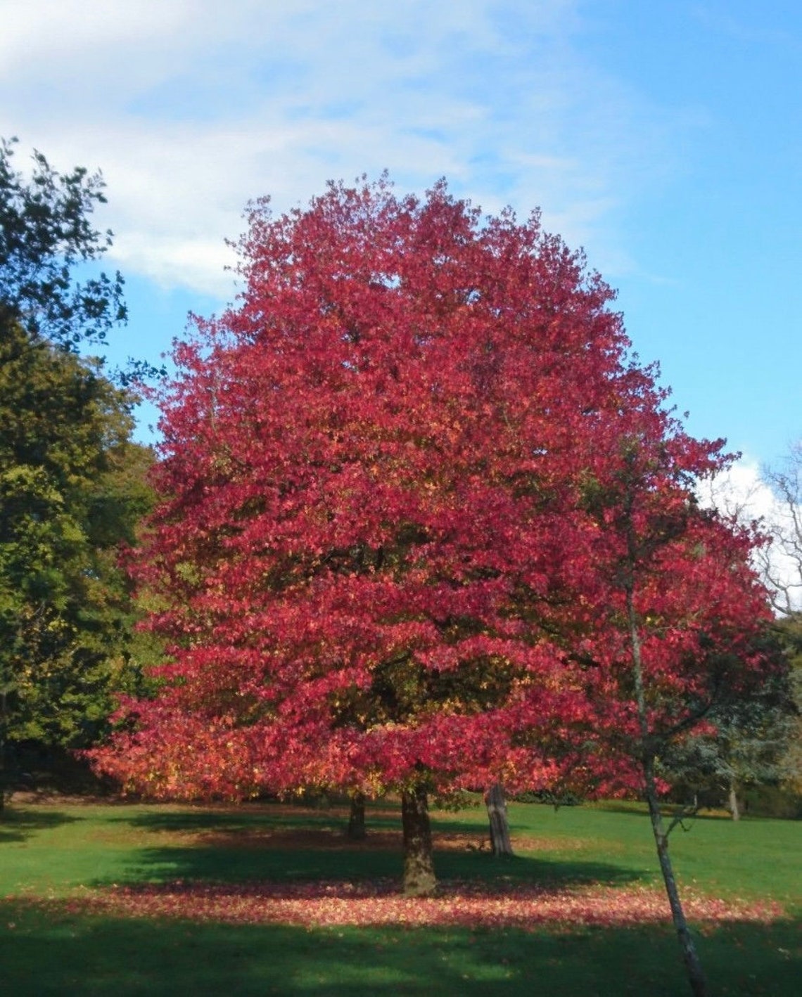 Sweet Gum Tree Sapling, Sweet Gum Live Plant, Sweet Gum, Live Plant ...