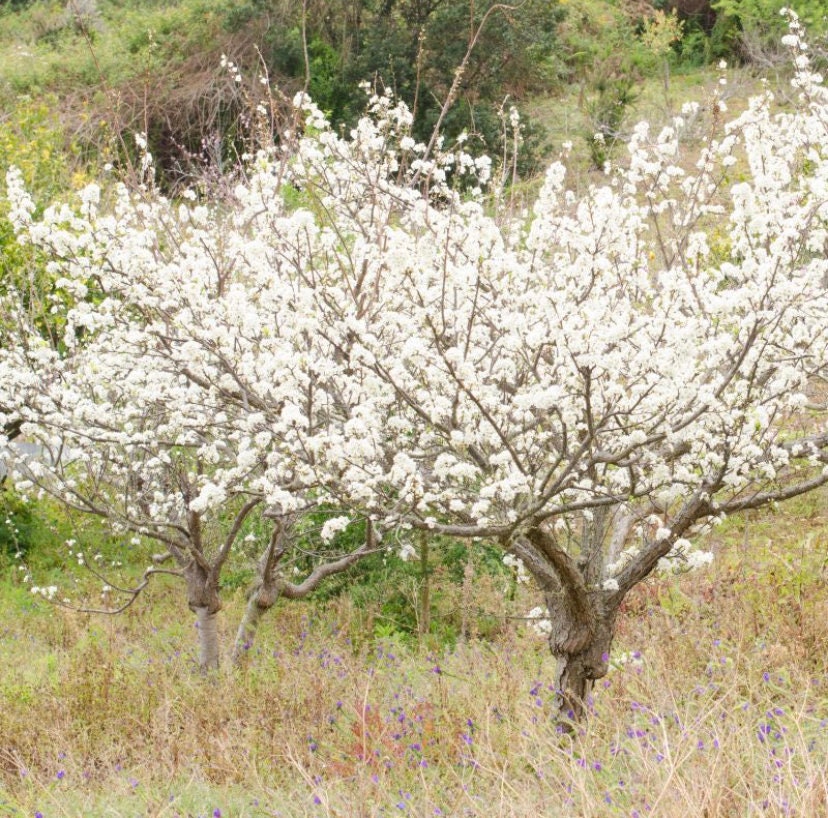 Chickasaw Plum Tree Sapling, Plum Tree, Chickasaw Plum, Tree Sapling ...