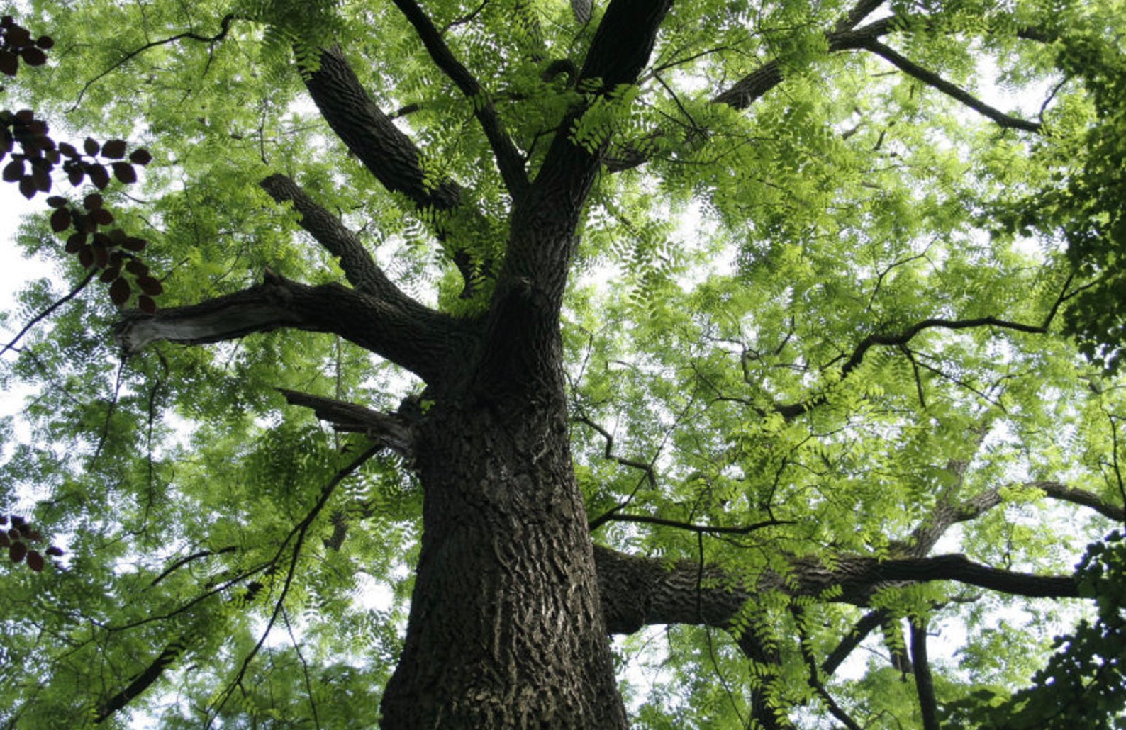 Black Walnut Tree Sapling, Walnut Tree, Black Walnut Tree, Black Walnut ...