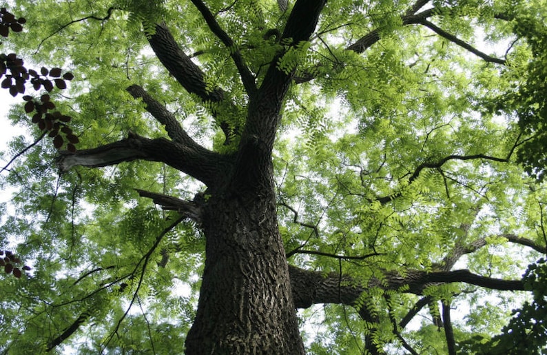 Black Walnut Tree Sapling, Walnut Tree, Black Walnut Tree, Black Walnut ...