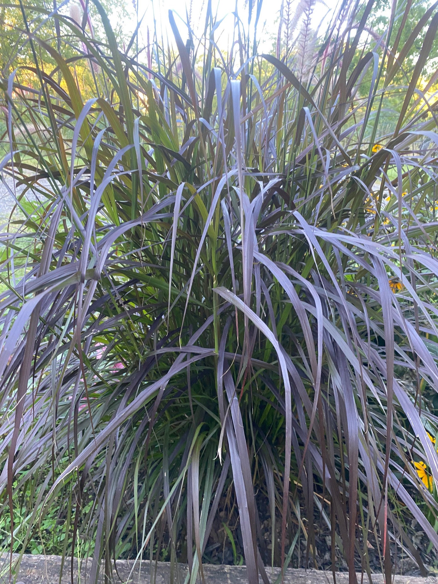 Buffelgrass Crimson Fountain Grass, Ornamental Grass Seeds, Grass Seeds ...