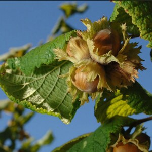 Hazelnut Tree Sapling, Hazelnut Live Plant, Hazelnut, Live Plant ...