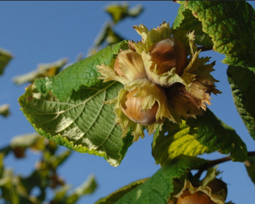 Hazelnut Tree Sapling, Hazelnut Live Plant, Hazelnut, Live Plant ...