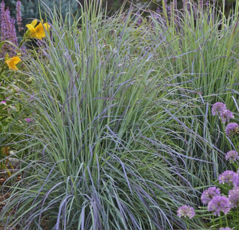 Buffelgrass Blue Fountain Grass, Ornamental Grass Seeds, Grass Seeds ...