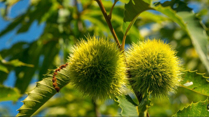 American Chestnut Tree Sapling Chestnut Tree American - Etsy