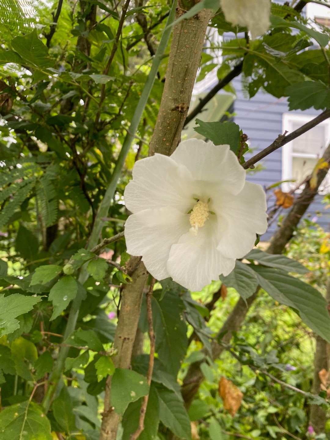 12 White Hibiscus Tree/bush Seeds - Etsy