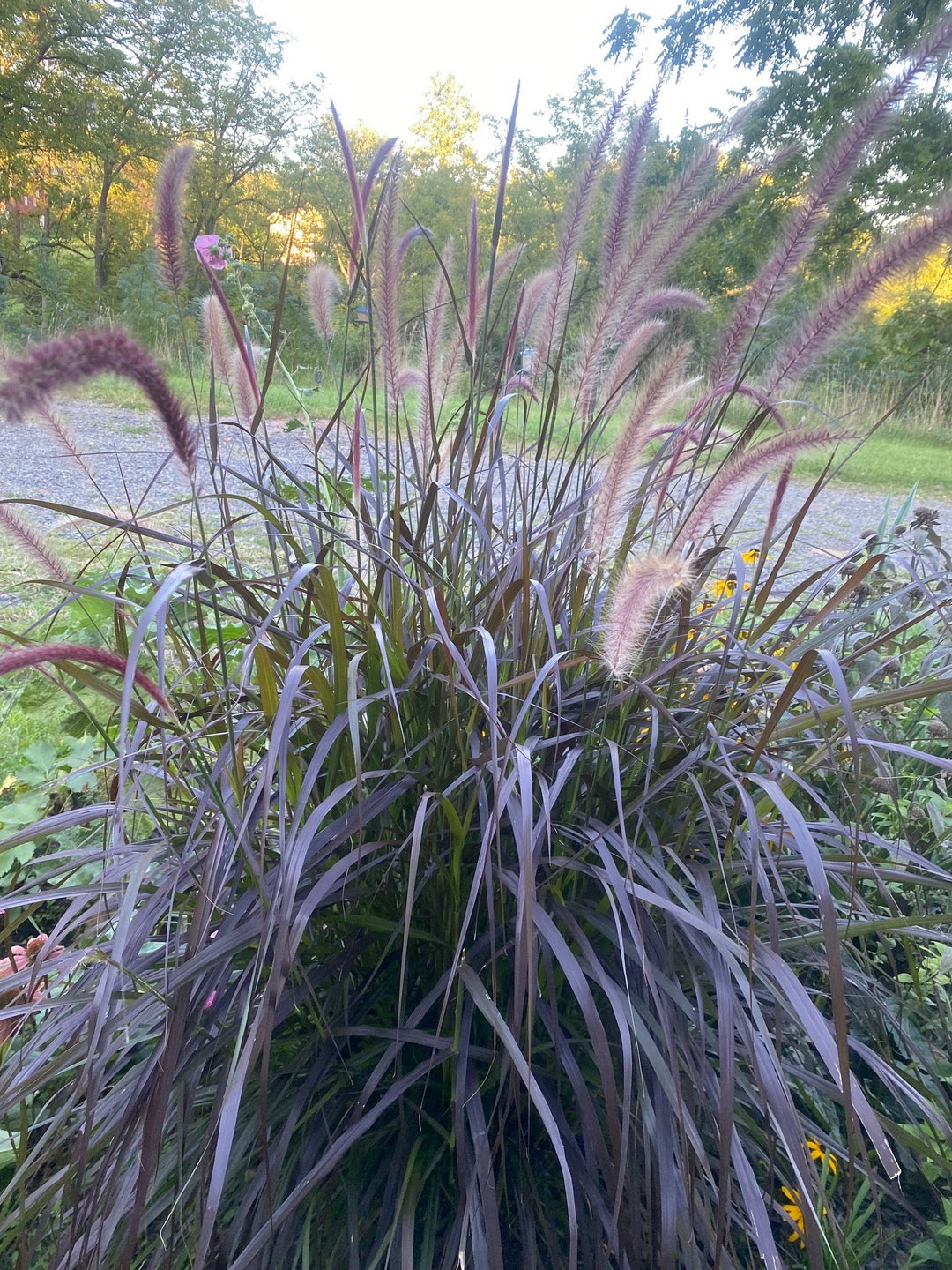 Fountain Grass 4 Pack, Crimson Buffelgrass, Blue Buffelgrass, Little ...