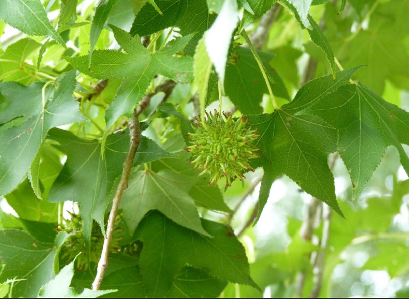 Sweet Gum Tree Sapling, Sweet Gum Live Plant, Sweet Gum, Live Plant ...