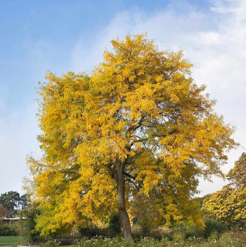 Honey Locust Tree Sapling, Honey Locust Live Plant, Honey Locust, Live ...