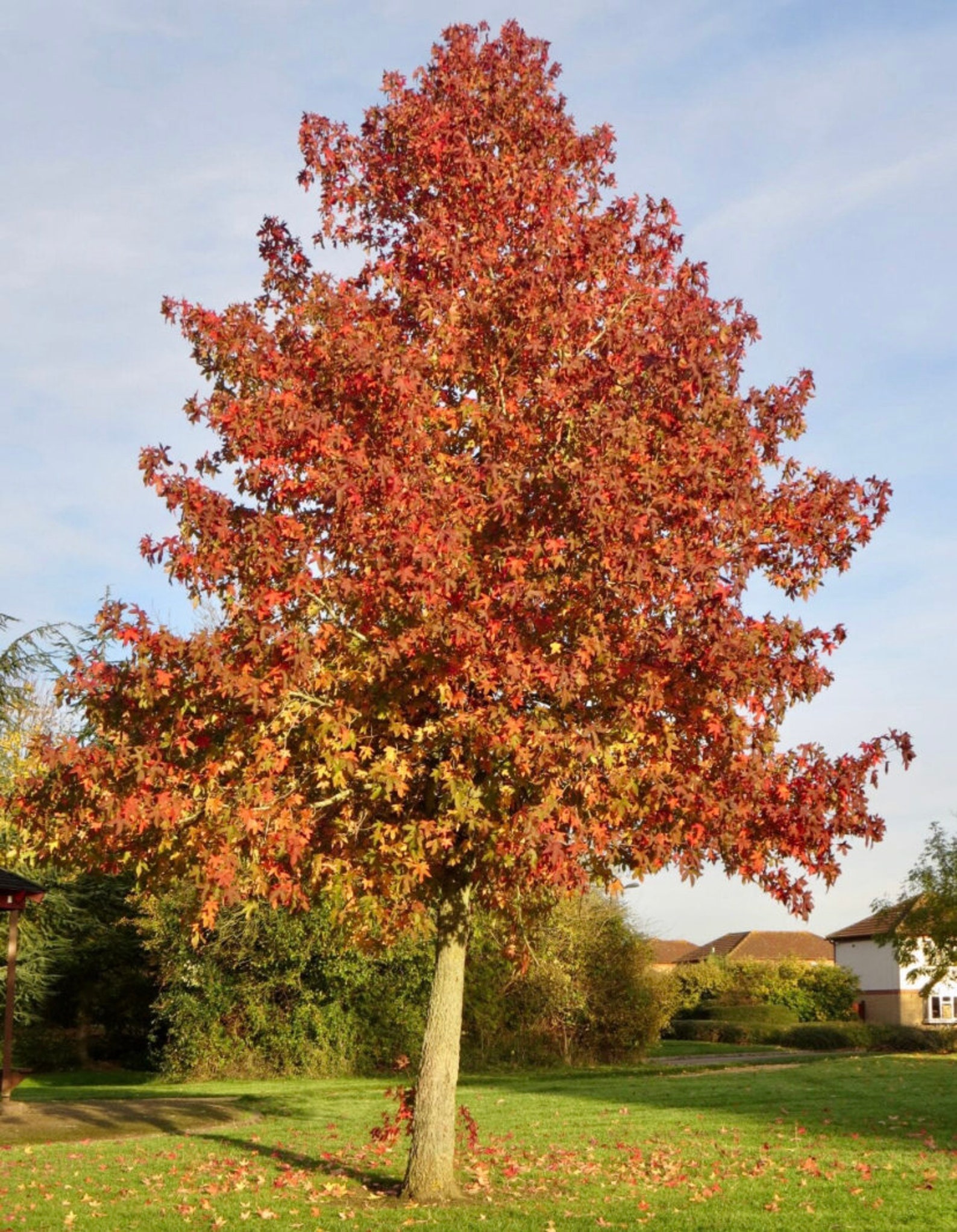 Sweet Gum Tree Sapling, Sweet Gum Live Plant, Sweet Gum, Live Plant ...