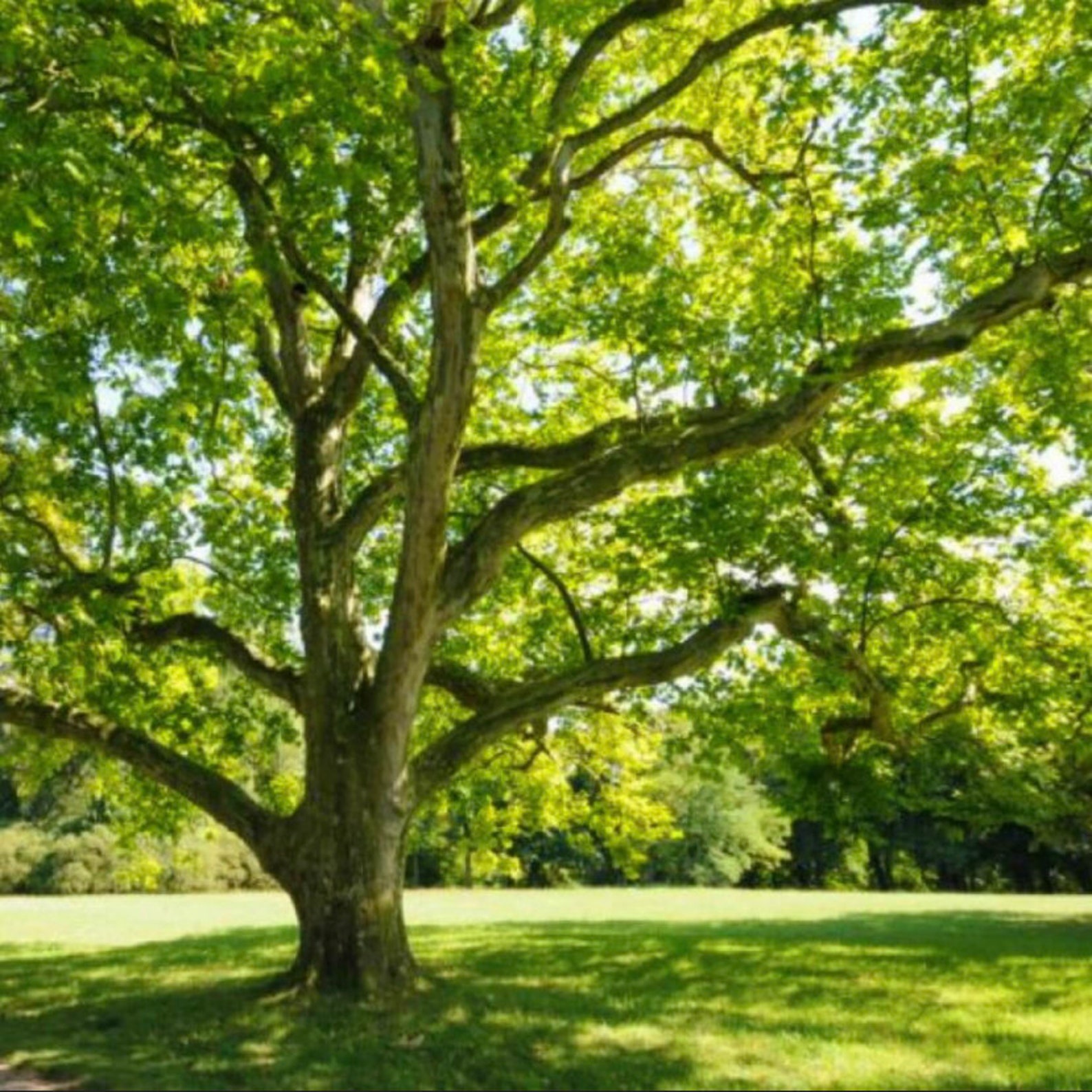 Sycamore Tree Sapling, Sycamore Tree, Sycamore Plant, Live Plant ...