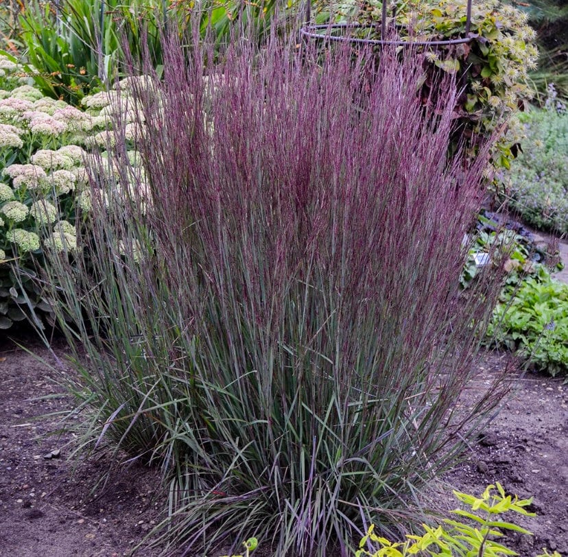 Little Bluestem Seed- Ornamental Grass Seeds, Grass Seeds, Perennial ...
