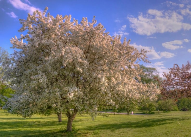 Crabapple Tree Sapling, Crabapple Tree, Apple Tree, Tree Sapling, Live ...