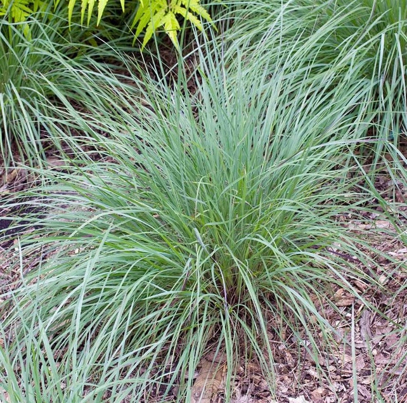 Little Bluestem Seed- Ornamental Grass Seeds, Grass Seeds, Perennial ...