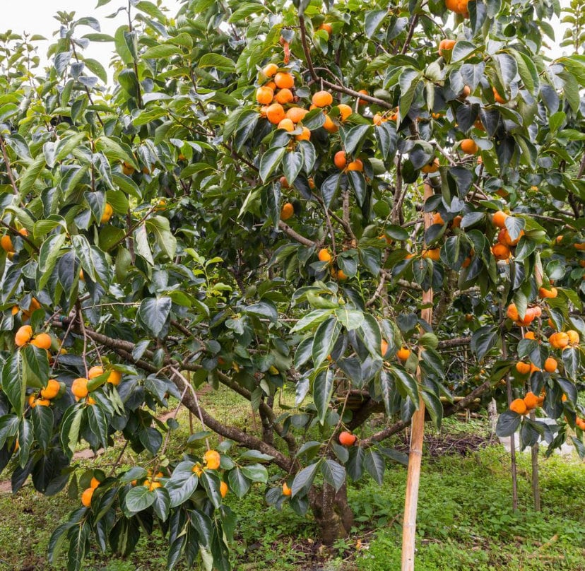 Persimmon Tree Sapling, Persimmon Tree, Persimmon Fruit Tree, Tree ...