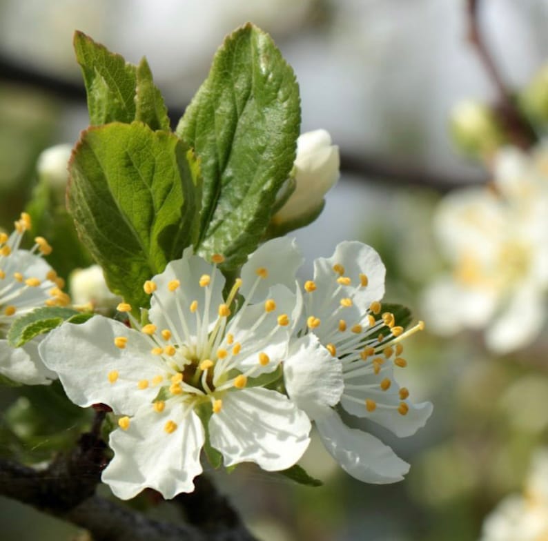 Chickasaw Plum Tree Sapling, Plum Tree, Chickasaw Plum, Tree Sapling ...