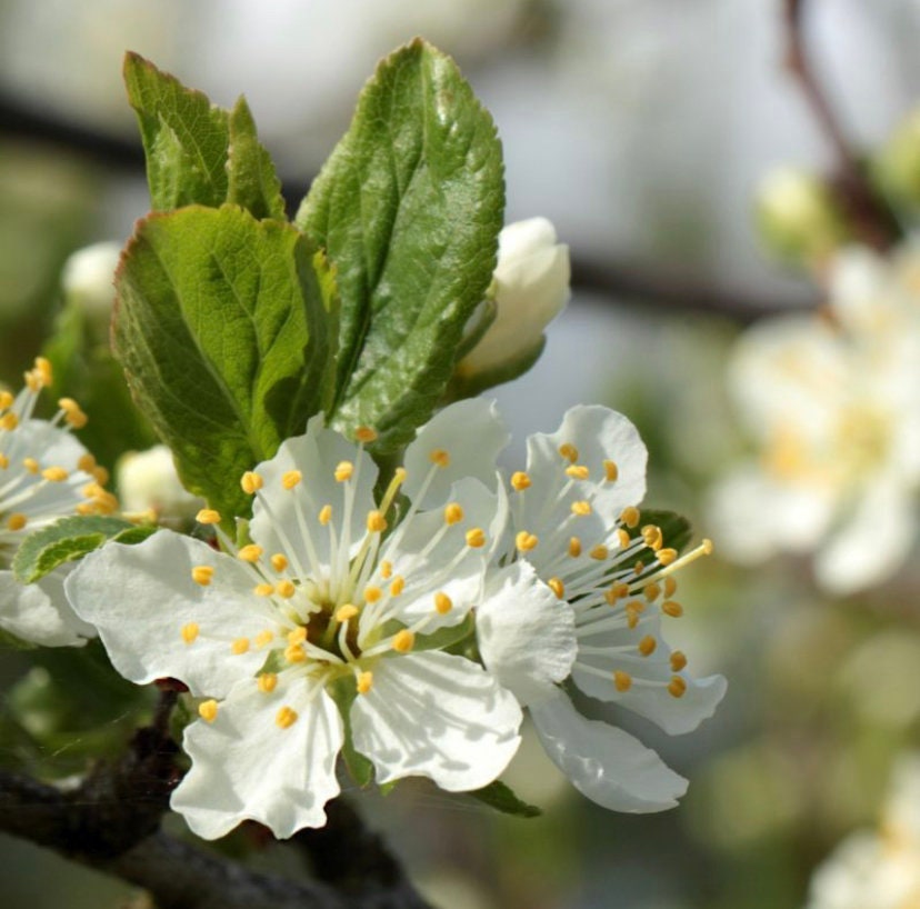 Chickasaw Plum Tree Sapling Plum Tree Chickasaw Plum Tree Sapling
