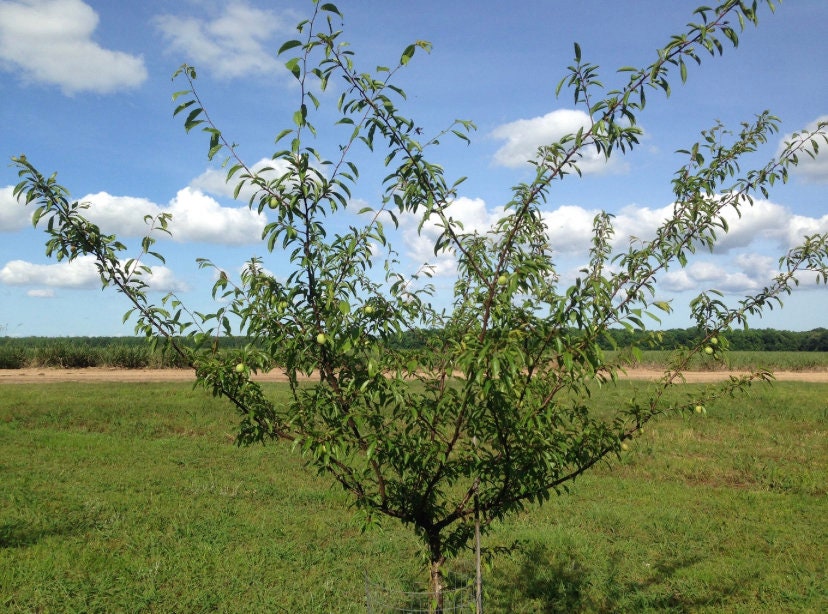 Chickasaw Plum Tree Sapling Plum Tree Chickasaw Plum Tree Sapling