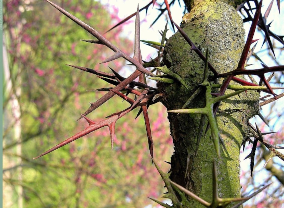 Honey Locust Tree Sapling, Honey Locust Live Plant, Honey Locust, Live ...