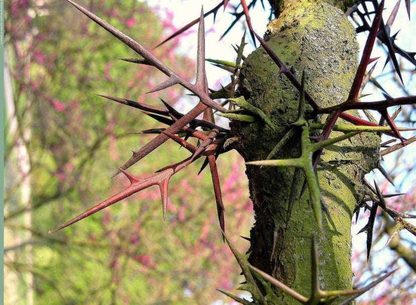 Honey Locust Tree Sapling, Honey Locust Live Plant, Honey Locust, Live ...