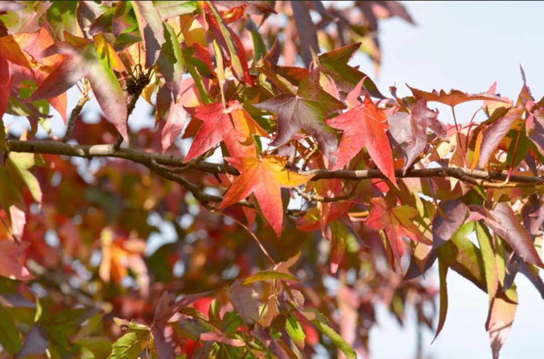 Sweet Gum Tree Sapling, Sweet Gum Live Plant, Sweet Gum, Live Plant ...
