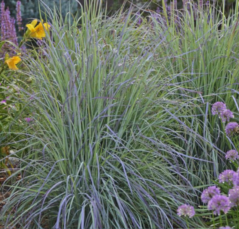 Fountain Grass 3 Pack, Crimson Buffelgrass, Blue Buffelgrass, Little ...