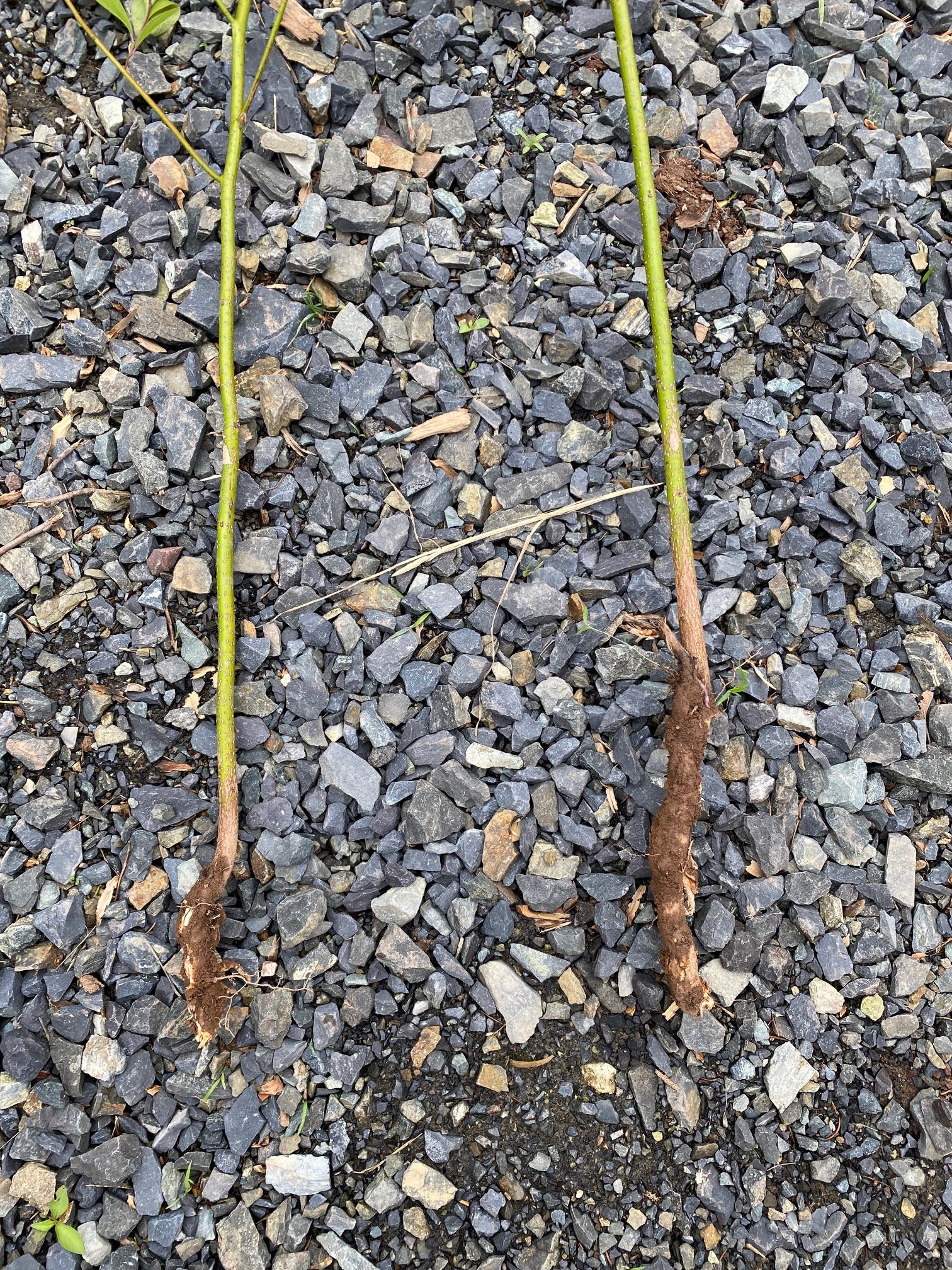 Large Sassafras Tree Sapling, Large Sassafras Tree, Sassafras Seedling ...