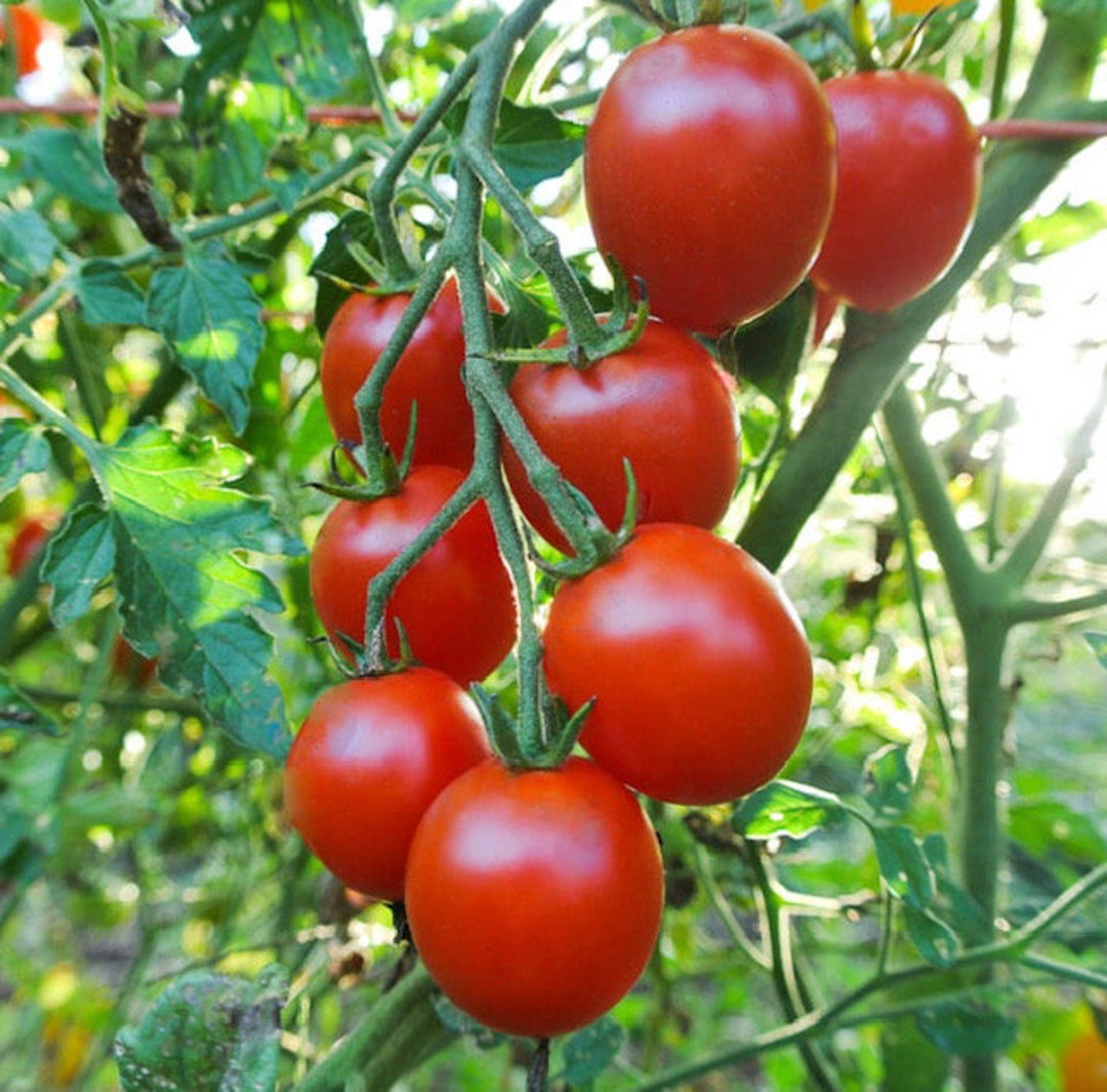 Sweetie Tomato Plant Seedling, Red Tomato, Live Tomato Plant, Live ...