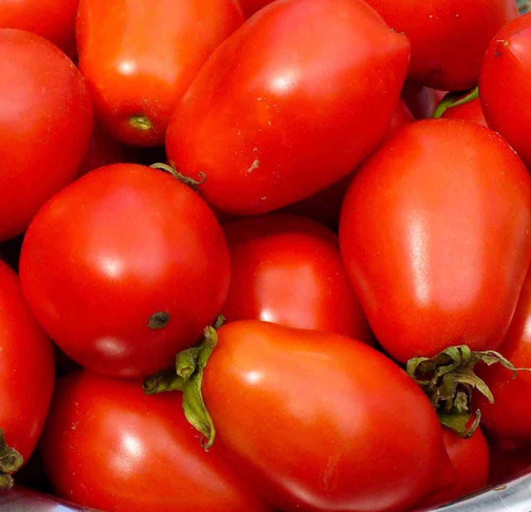 Amish Paste Heirloom Tomato Plant Seedling- Heirloom Tomato, Vegetable ...