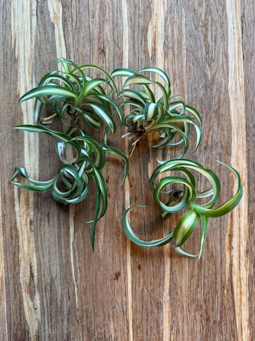 Curly Spider Plant Baby-live Plant With Roots, Rooted House Plant ...