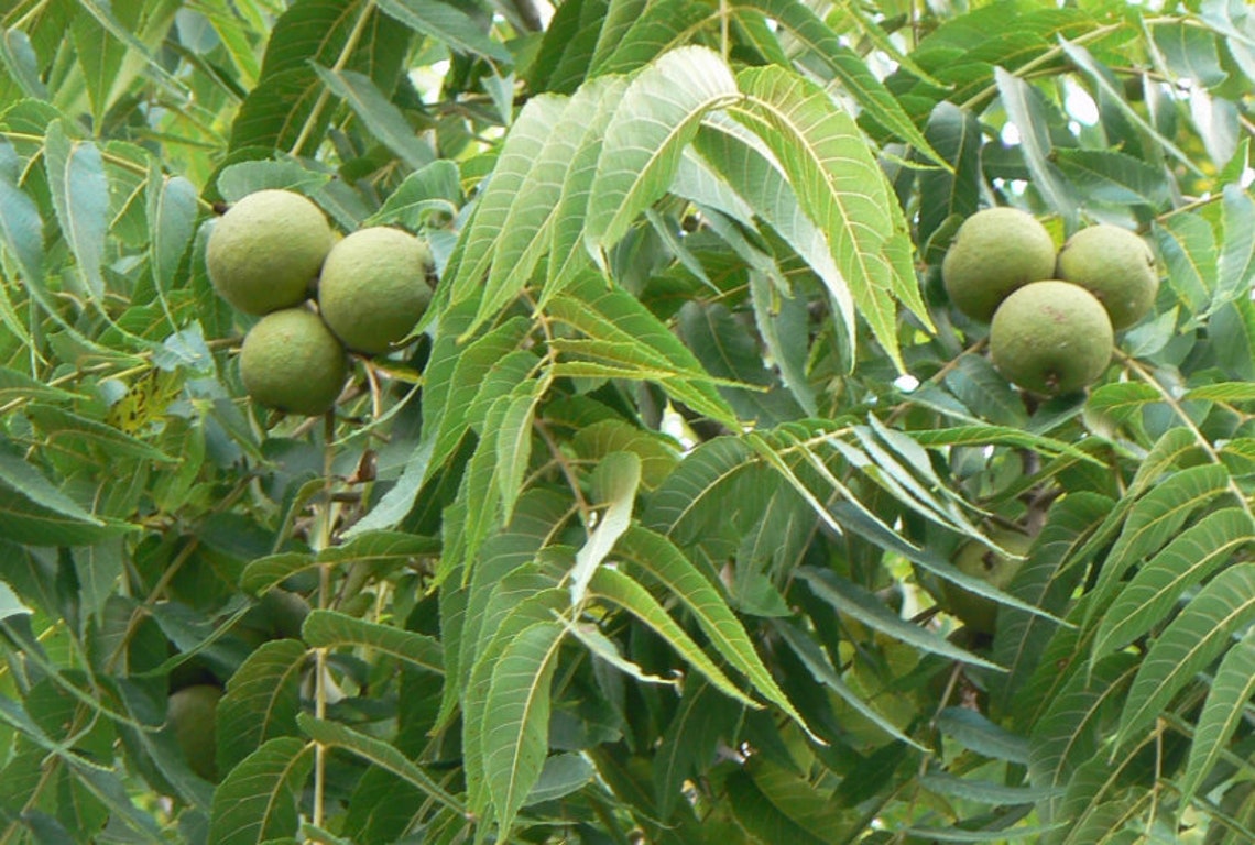 Black Walnut Tree Sapling, Walnut Tree, Black Walnut Tree, Black Walnut ...
