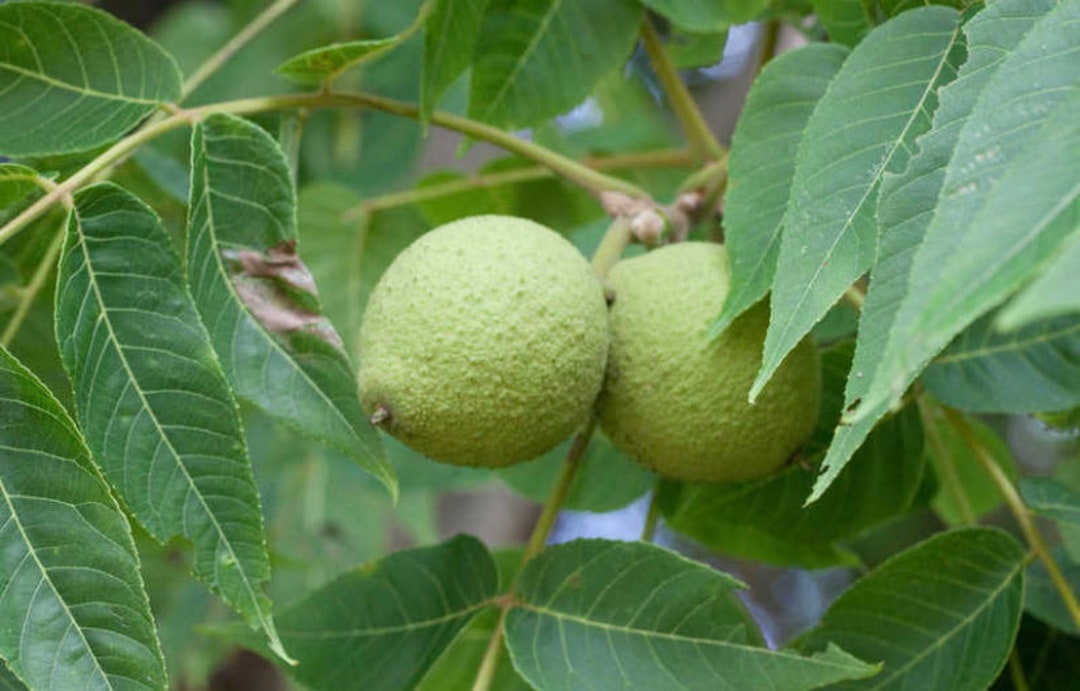Black Walnut Tree Sapling, Walnut Tree, Black Walnut Tree, Black Walnut ...