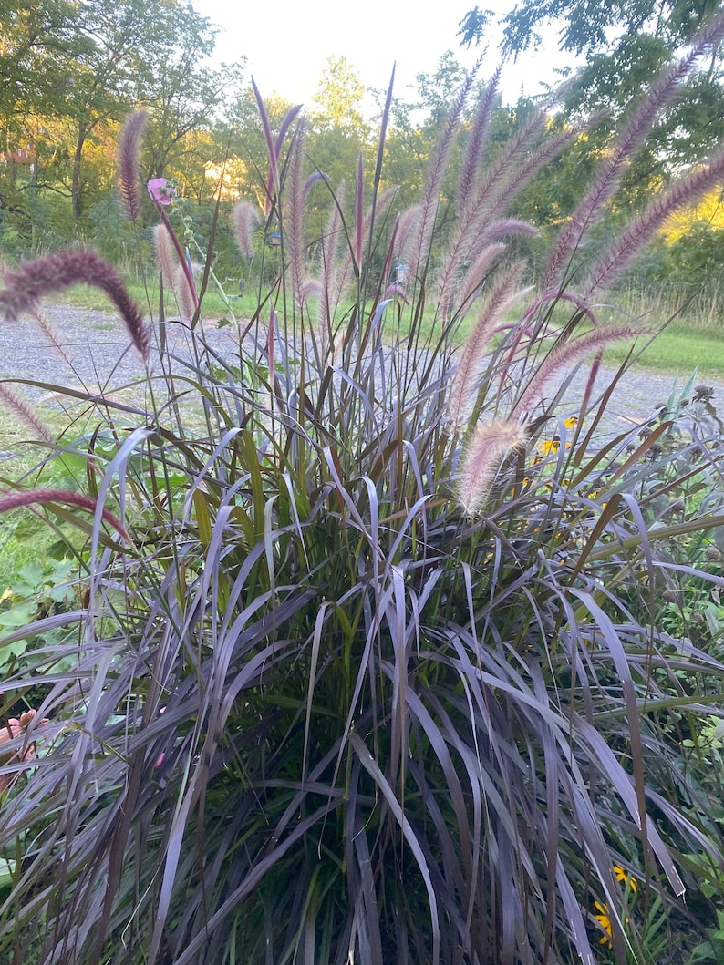 Buffelgrass Crimson Fountain Grass, Ornamental Grass Seeds, Grass Seeds ...