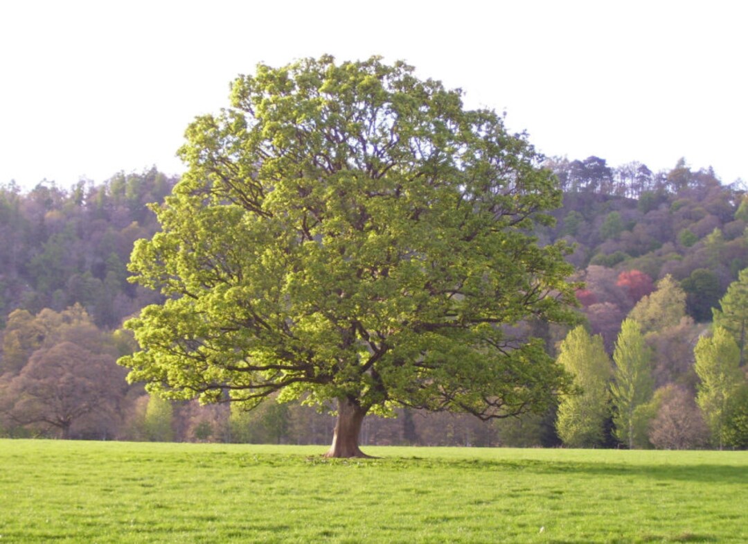 Sycamore Tree Sapling, Sycamore Tree, Sycamore Plant, Live Plant ...