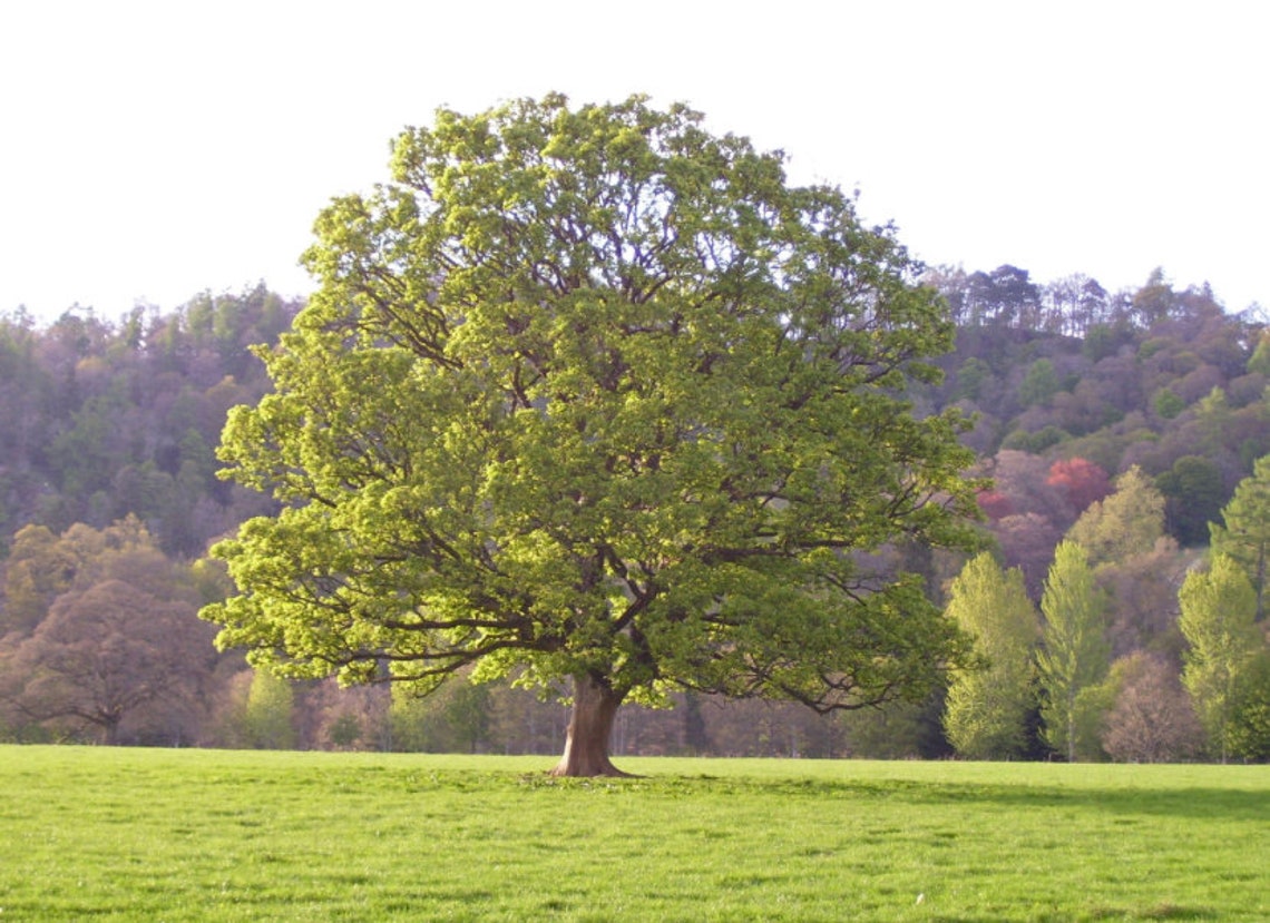 Sycamore Tree Sapling, Sycamore Tree, Sycamore Plant, Live Plant ...