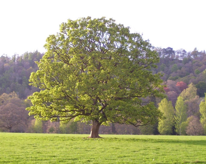 Sycamore Tree Sapling, Sycamore Tree, Sycamore Plant, Live Plant ...