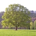 Sycamore Tree Sapling, Sycamore Tree, Sycamore Plant, Live Plant ...