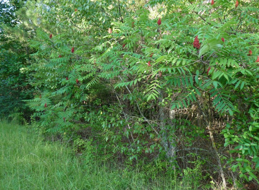 Smooth Sumac Tree Sapling, Smooth Sumac Tree, Sumac Tree, Live Plant ...