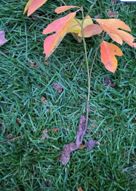 Sassafras Tree Sapling - Etsy
