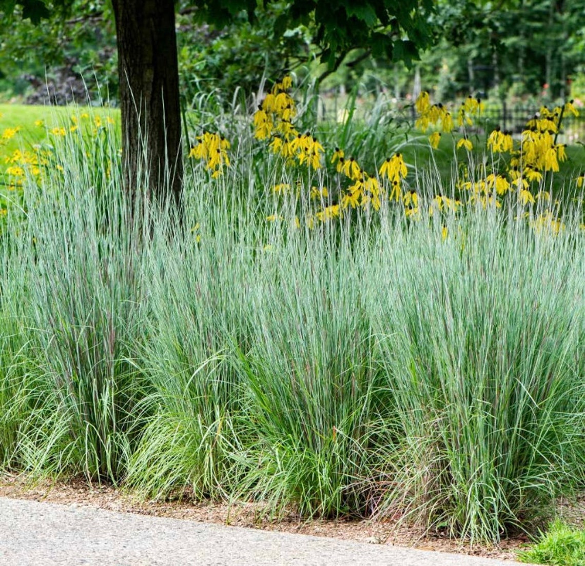 Little Bluestem Seed- Ornamental Grass Seeds, Grass Seeds, Perennial ...