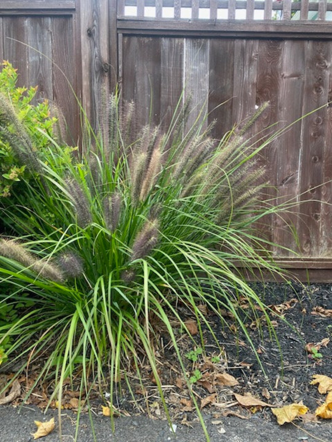 Buffelgrass Blue Fountain Grass, Ornamental Grass Seeds, Grass Seeds ...